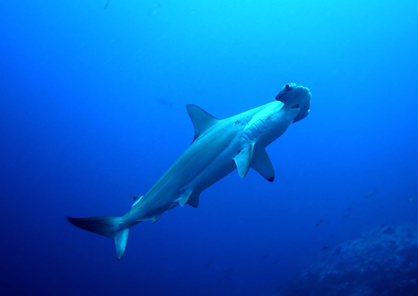 Malpelo Island Scuba Diving | Colombia Dive Adventures