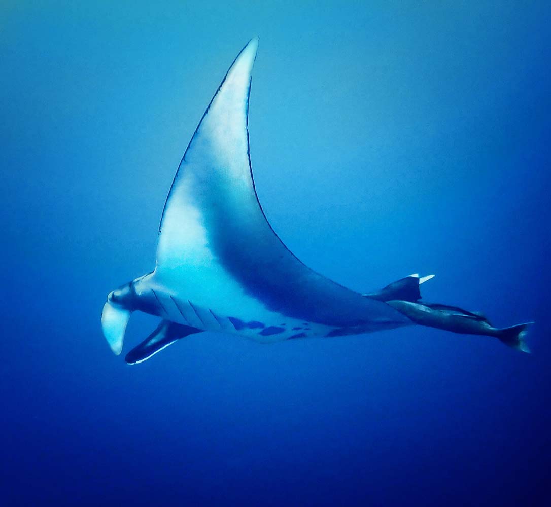 Malpelo Island Scuba Diving | Colombia Dive Adventures