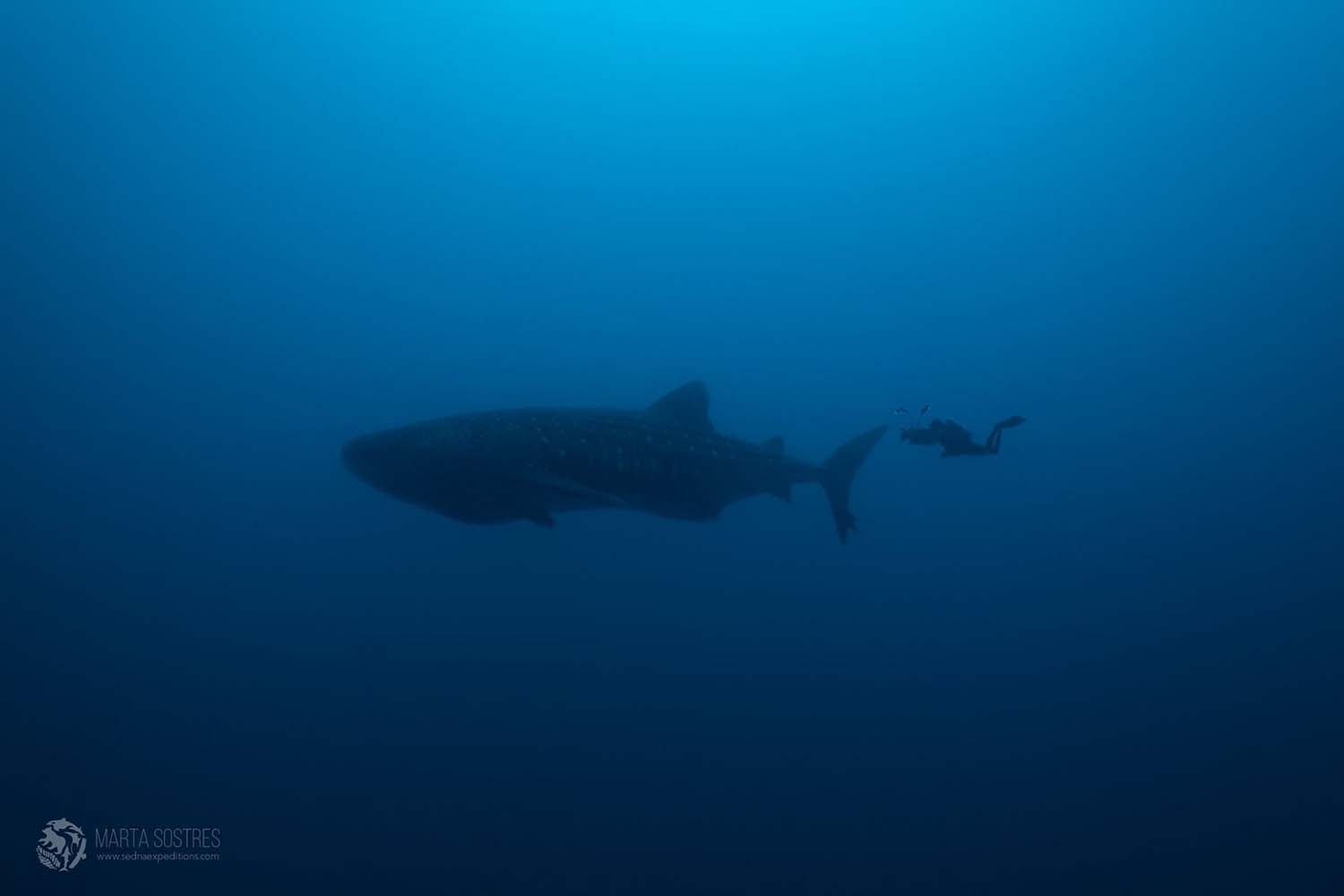 Malpelo Island Scuba Diving | Colombia Dive Adventures